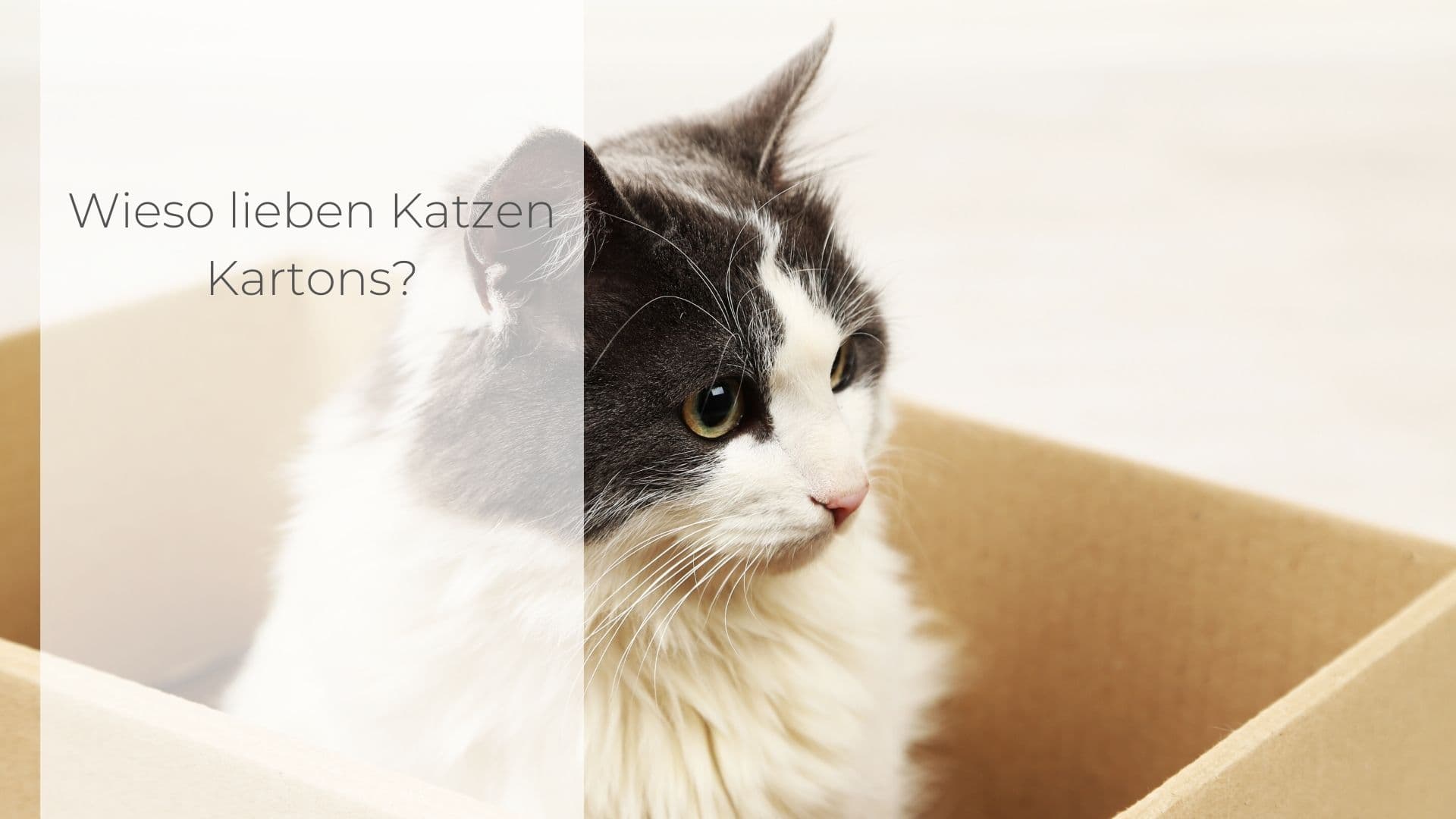 Wieso lieben Katzen Kartons?